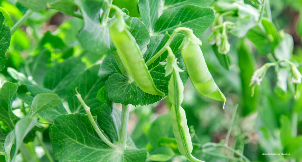 Leguminosen – Acon GmbH